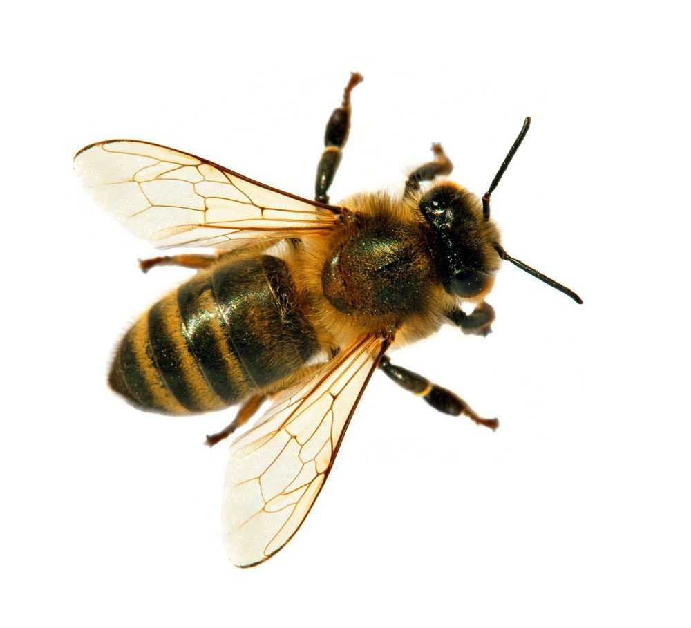 Bee Removal & Bee Control Services | PURCOR Pest