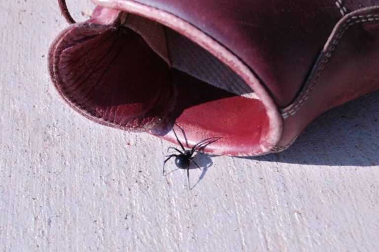 5 Most Common Spiders in Washington State You Need to Know