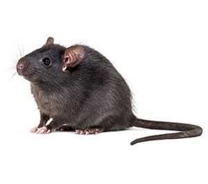 Identify Roof Rats & Prevent Infestation | PURCOR Pest