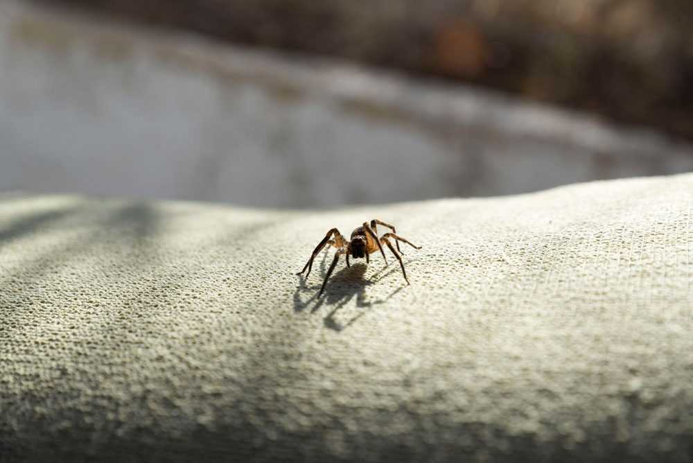 4 Natural Methods to Deter Spiders - PURCOR Pest