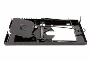 Mouse Trap 101: Avoid These Mistakes | PURCOR Pest Solutions