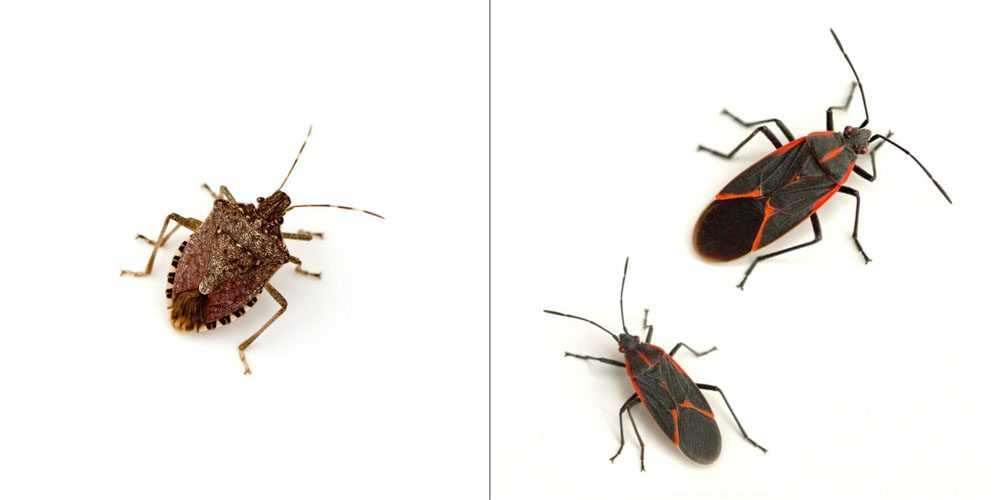 Fall Pest Infestations: Stink Bugs & Boxelder Bugs | PURCOR