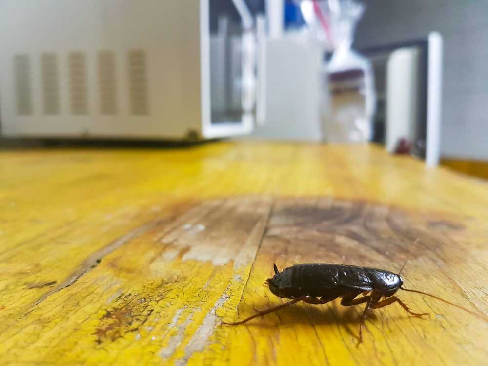 5 Signs You Have a Cockroach Infestation - PURCOR Pest