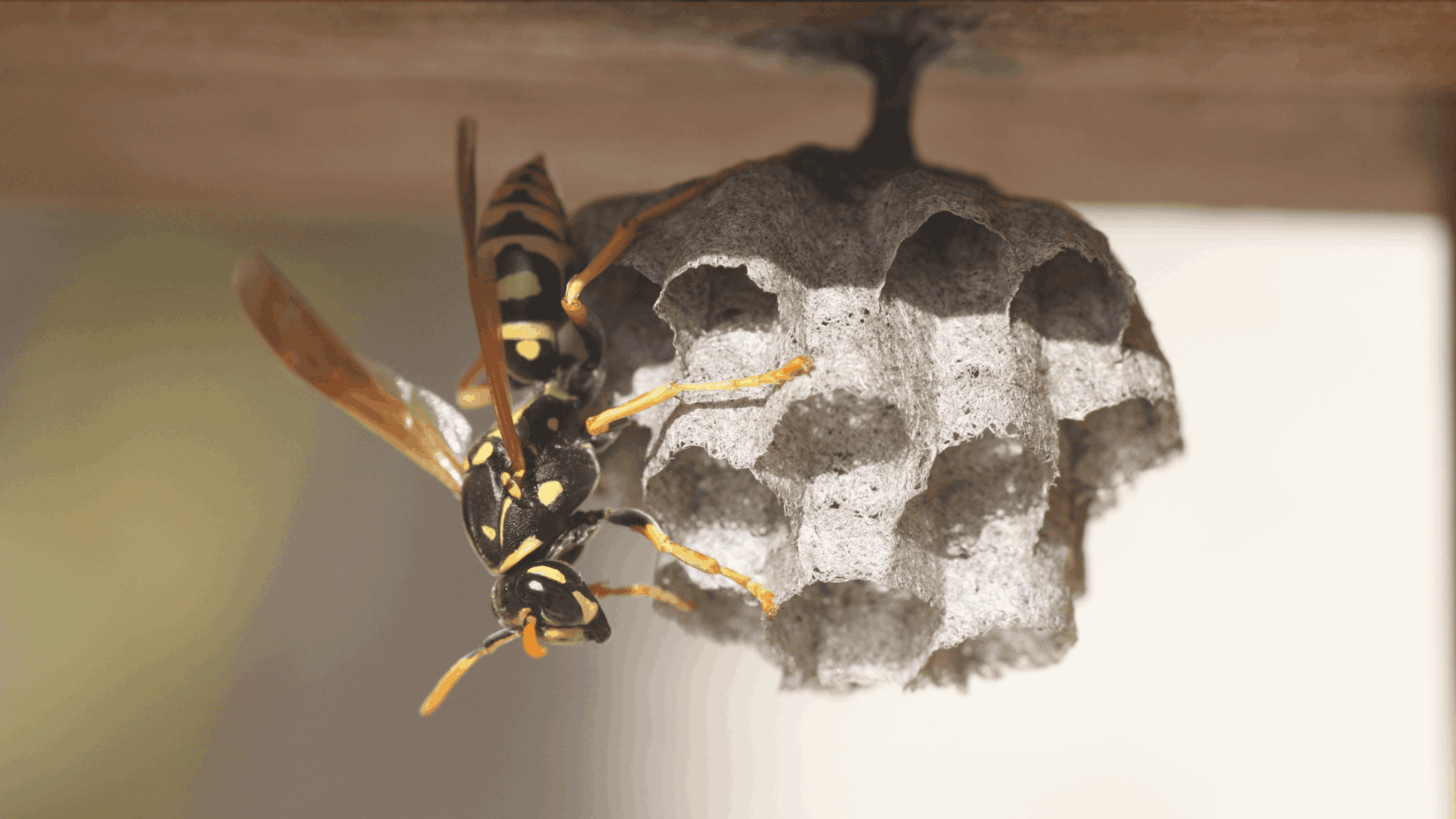 Protecting Your Home from Summer Wasps