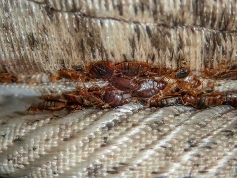 What Do Bed Bug Bites Look Like?