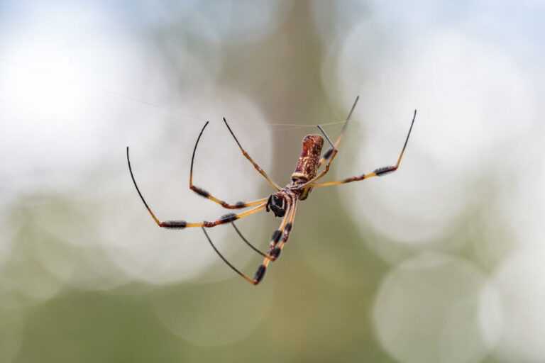 Banana Spider: Facts and Myths You Should Know