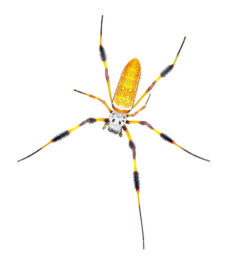 Banana Spider: Facts and Myths You Should Know