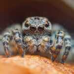 Understanding the Jumping Spider: Behavior, Habitat, and Tips