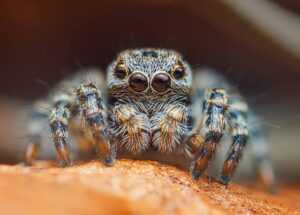 Understanding the Jumping Spider: Behavior, Habitat, and Tips