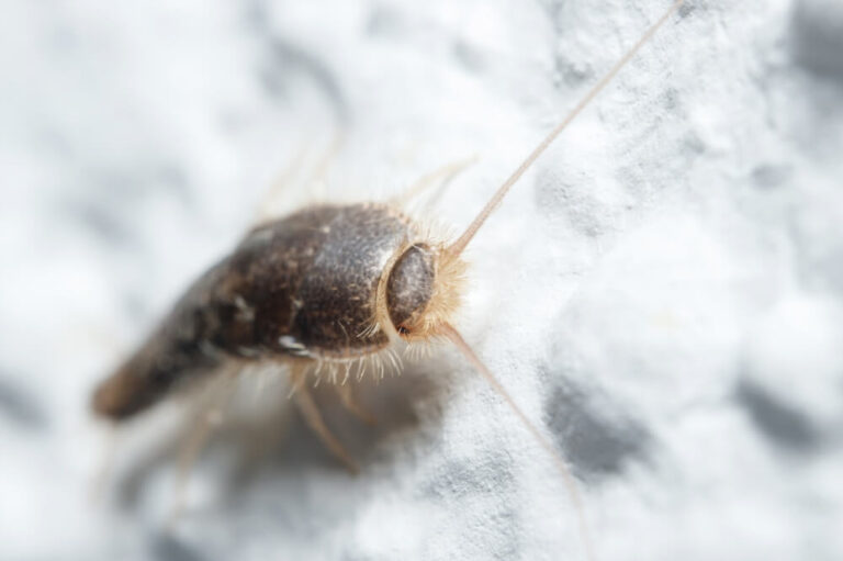Silverfish: Tips for Identifying and Eliminating them from your Home
