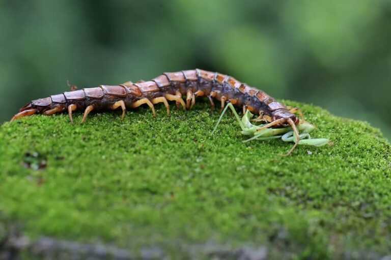 What Do Centipedes Eat? Top Food Sources and Habits.