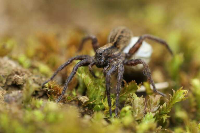 Understanding Wolf Spiders: Facts, Behavior, & Safety Tips