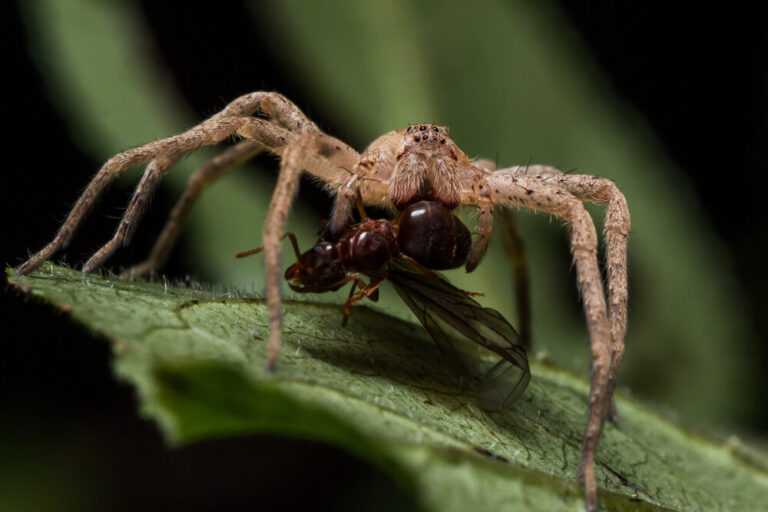 Understanding Wolf Spiders: Facts, Behavior, & Safety Tips