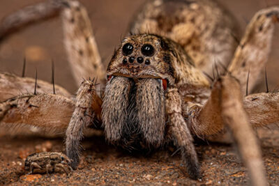 Understanding Wolf Spiders: Facts, Behavior, & Safety Tips