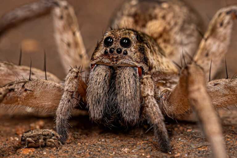 Understanding Wolf Spiders: Facts, Behavior, & Safety Tips