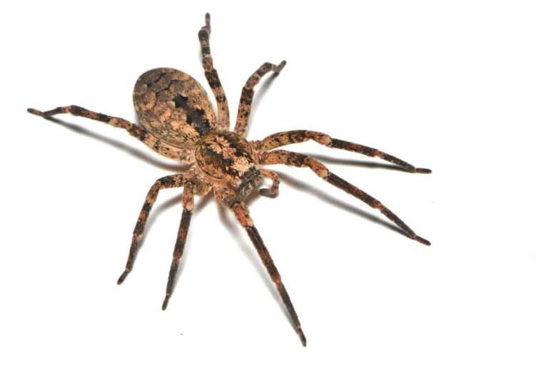 Understanding Wolf Spiders: Facts, Behavior, & Safety Tips