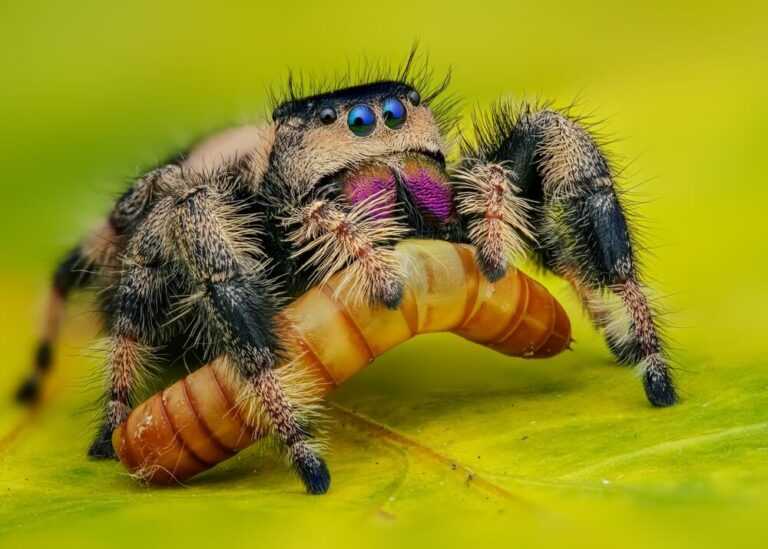 Understanding the Jumping Spider: Behavior, Habitat, and Tips