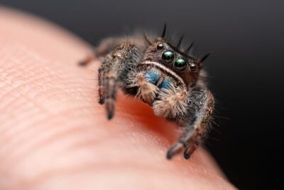 Understanding the Jumping Spider: Behavior, Habitat, and Tips