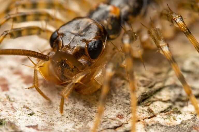 House Centipede: Facts, Behaviors, and Control Tips : PURCOR