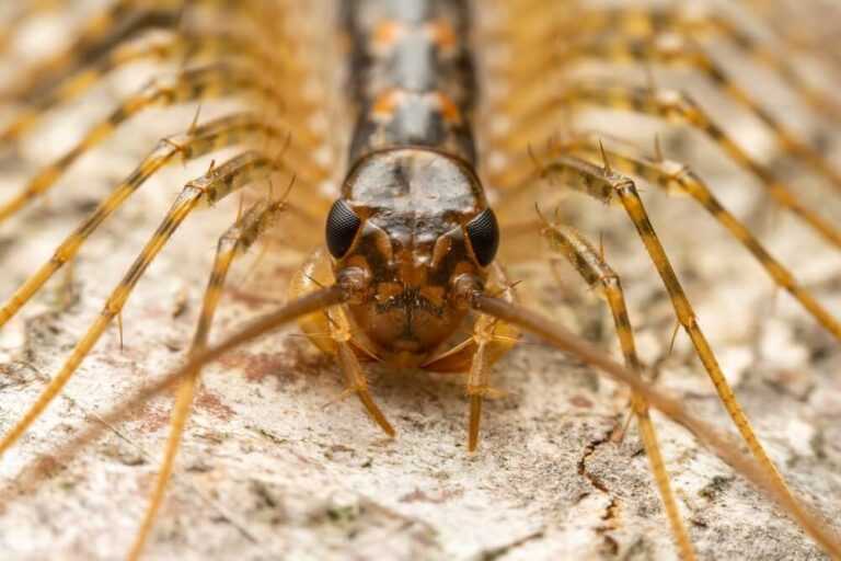 House Centipede: Facts, Behaviors, and Control Tips : PURCOR
