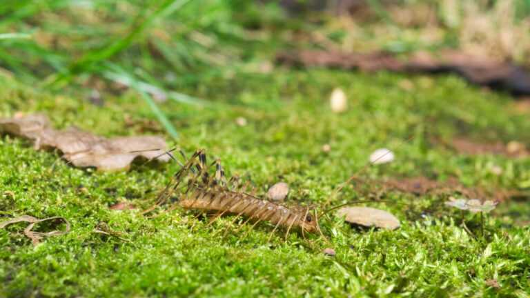 House Centipede: Facts, Behaviors, and Control Tips : PURCOR