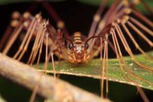 House Centipede: Facts, Behaviors, and Control Tips : PURCOR