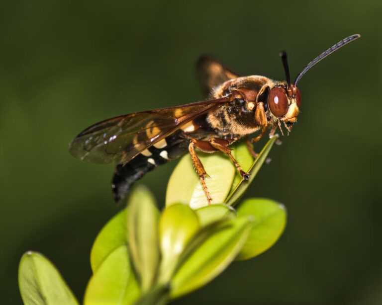 Cicada Killer Wasps: What They Are and Should You Worry?