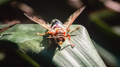 Cicada Killer Wasps: What They Are and Should You Worry?