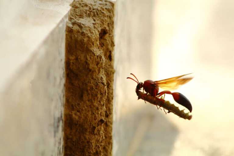 Mud Dauber: The Fascinating World of Nature’s Ingenious Builders
