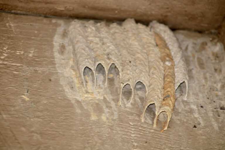 Mud Dauber: The Fascinating World of Nature’s Ingenious Builders