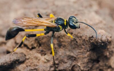 Mud Dauber: The Fascinating World of Nature’s Ingenious Builders