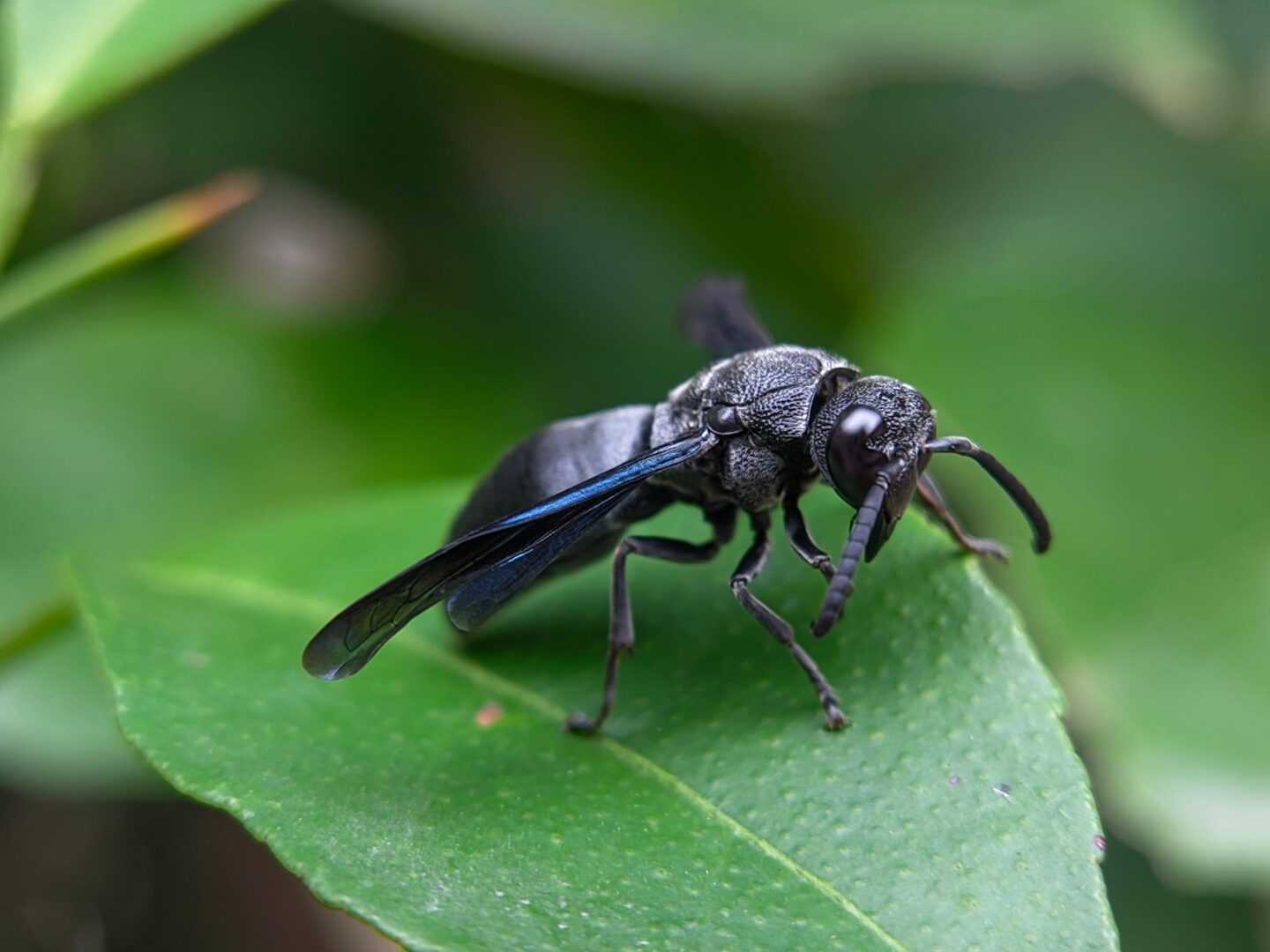 Black Wasps: Identification and Behavior Insights