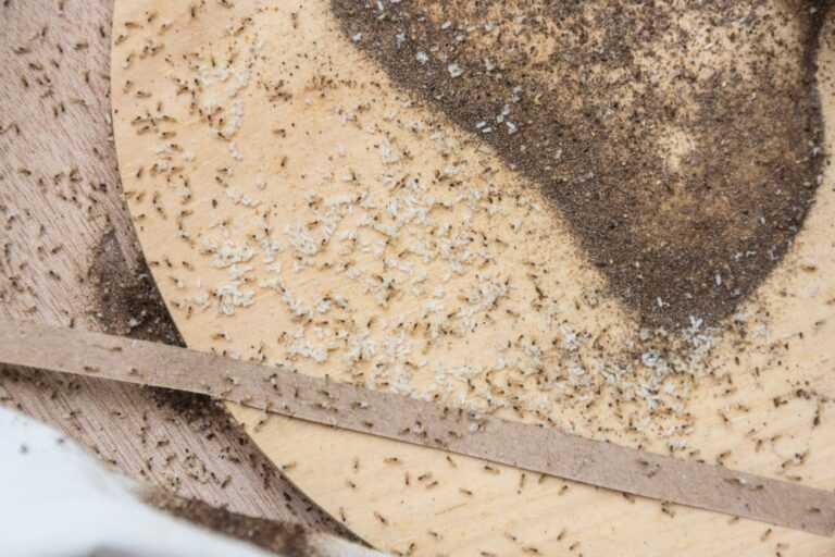 Termite Treatment Options: Costs & Solutions Explained