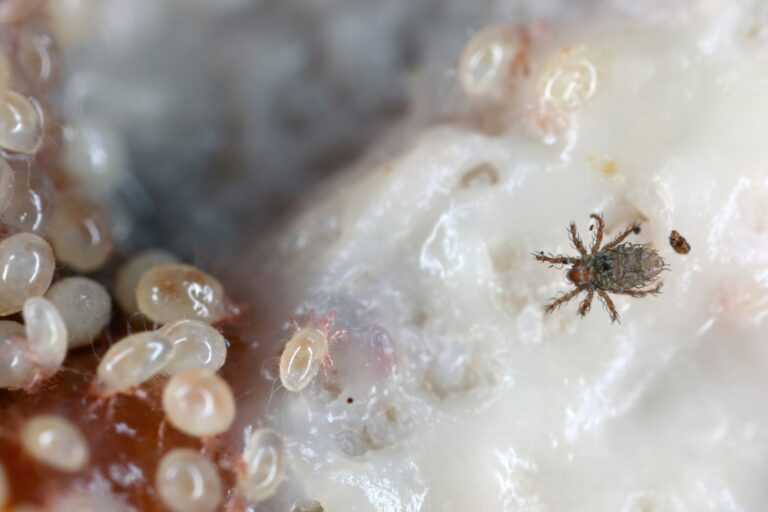 Dust Mite Bites: Causes, Symptoms and Relief.