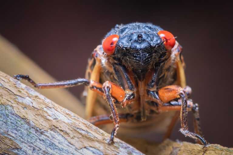Cicadas 2025: Guide to Their Arrival and Where they are Found
