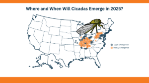 Cicadas 2025: Guide to Their Arrival and Where they are Found
