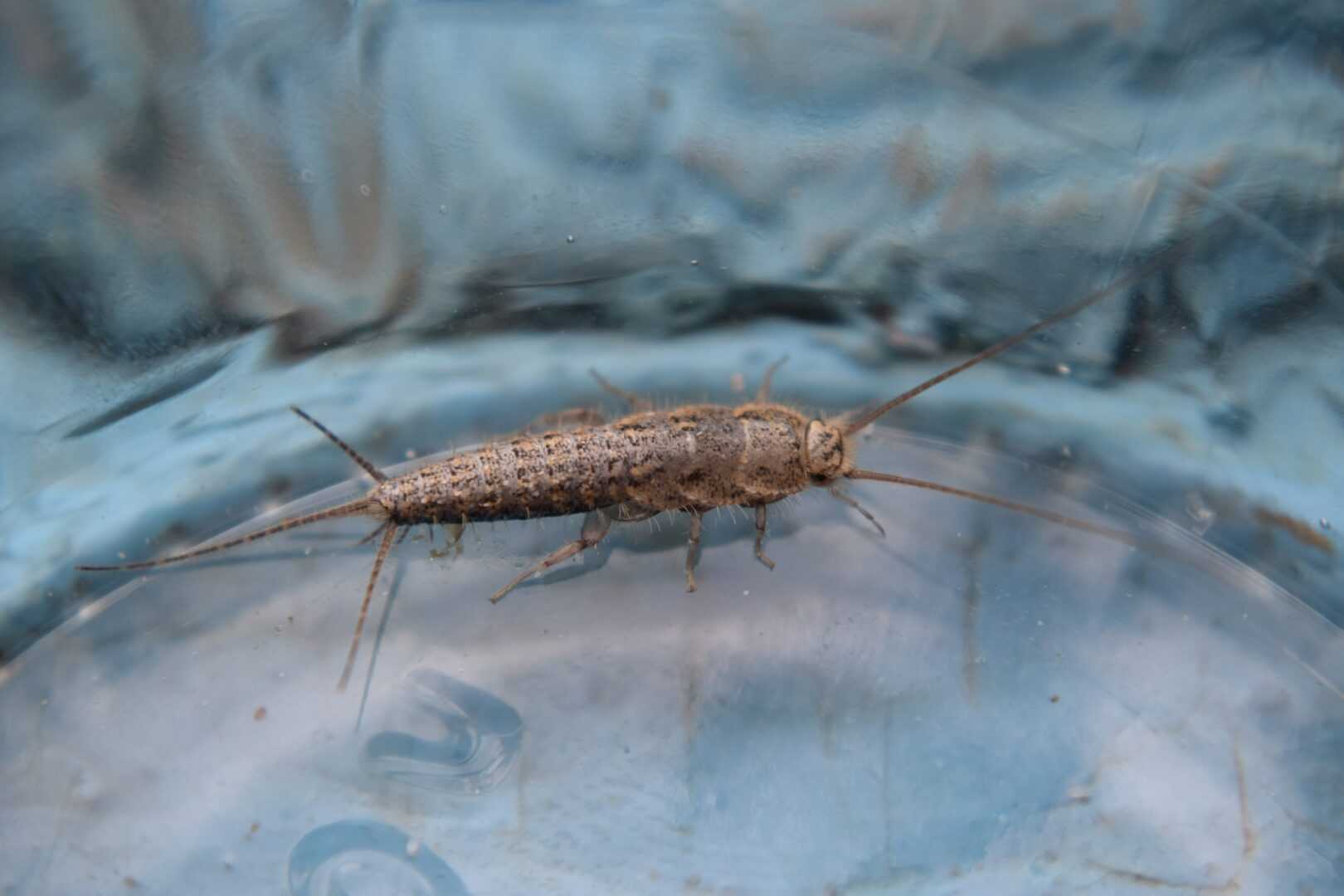 What’s a Silverfish Bug? Learn How to Spot & Stop Them