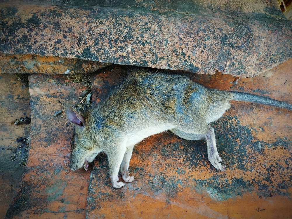 How to Get Rid of Rats: Safe and Effective Options