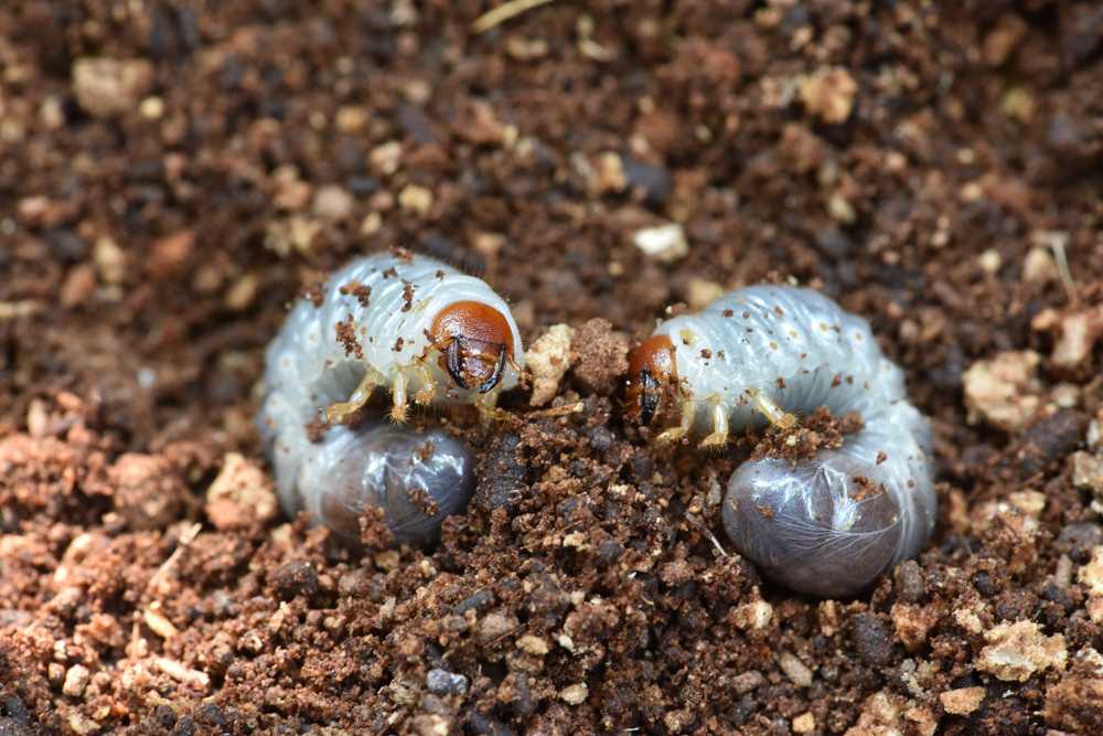 Grub Worms: Simple Ways to Spot & Control Them